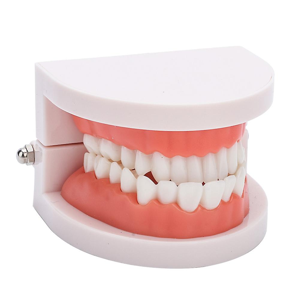 Dental Denture Gums Model 28Pcs Standard Adult Teeth Model Medical ...