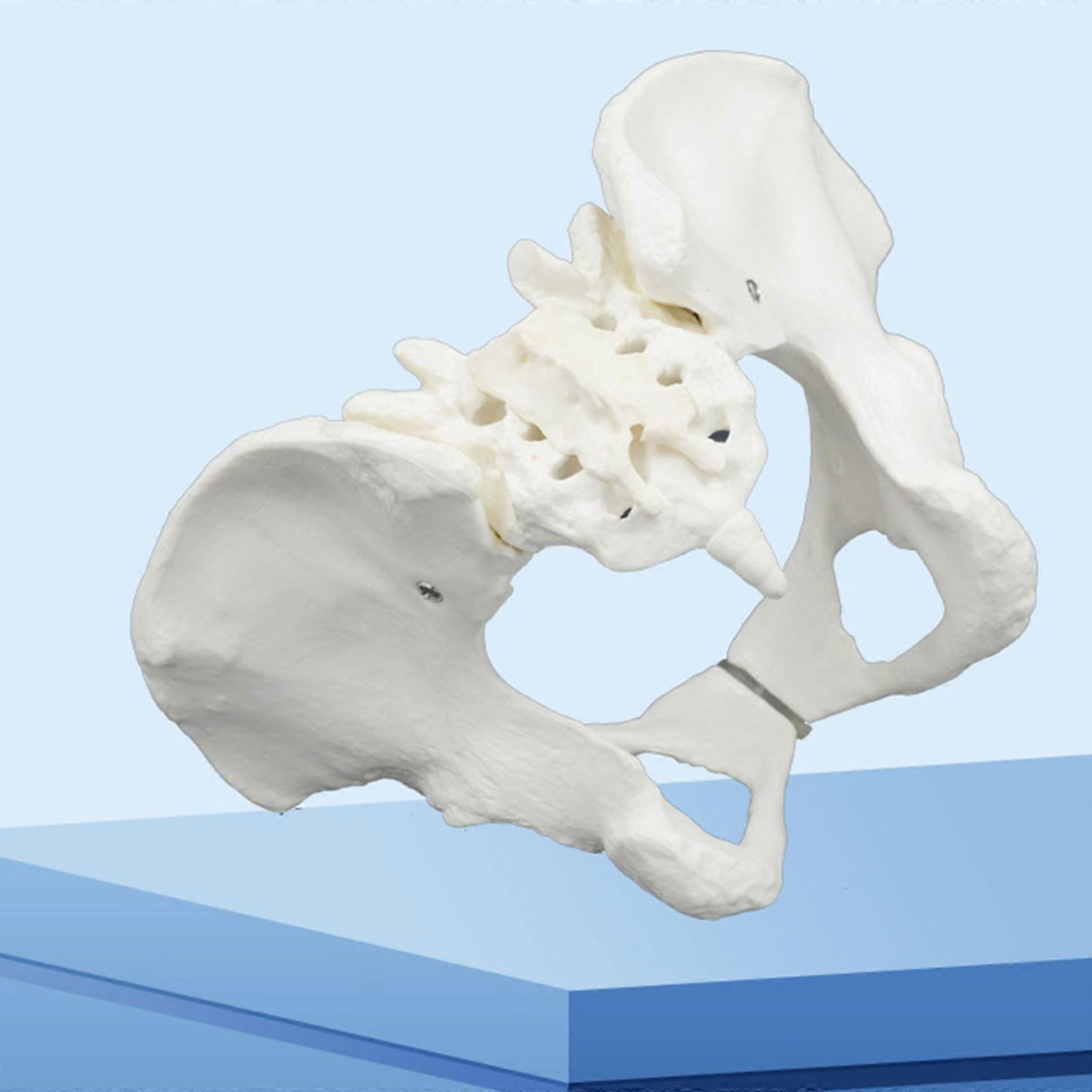 Anatomical Female Pelvis Model Life Size for Obstetric and Gynaecology ...