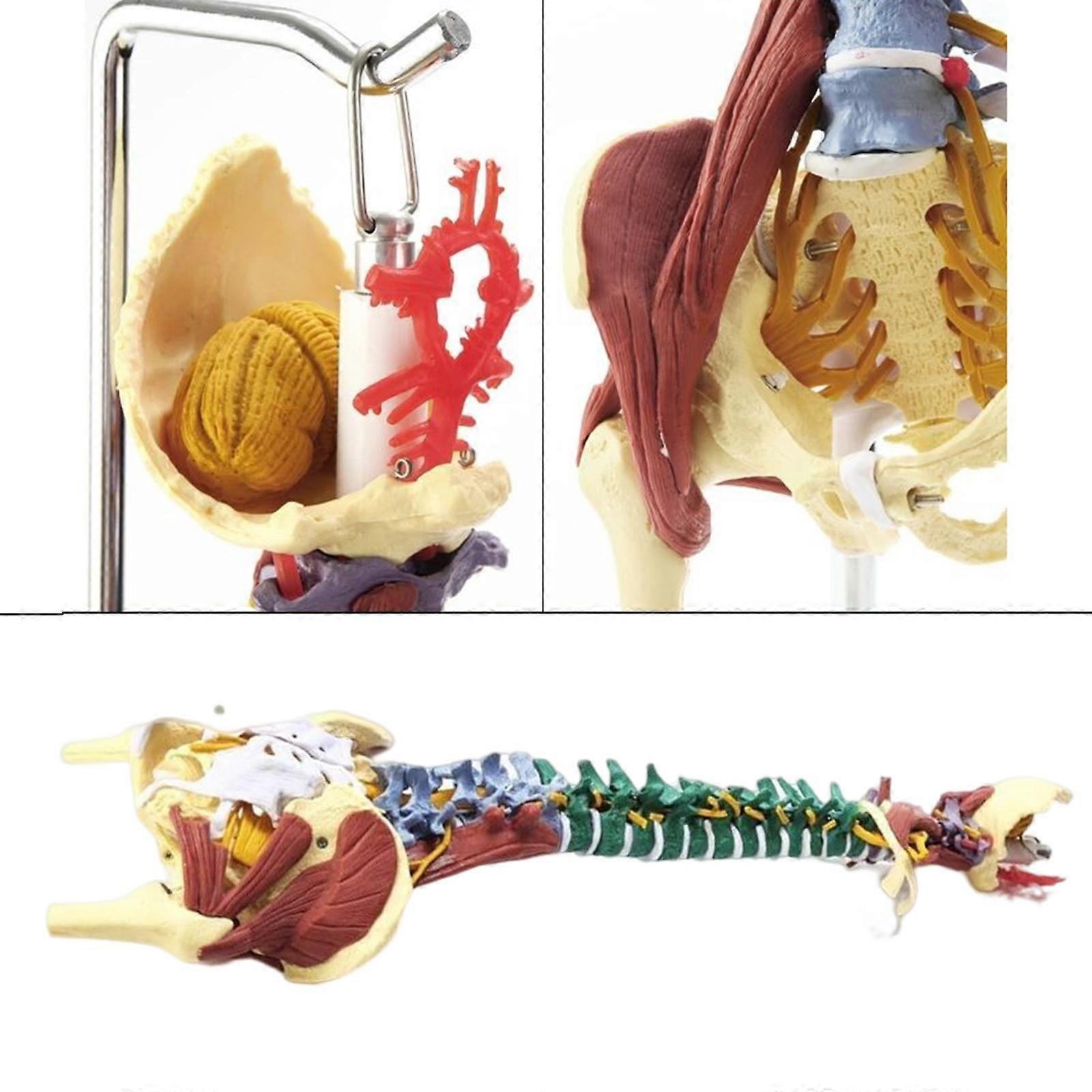 Human Spine Anatomy Model Spinal Cord for Education Display Laboratory ...