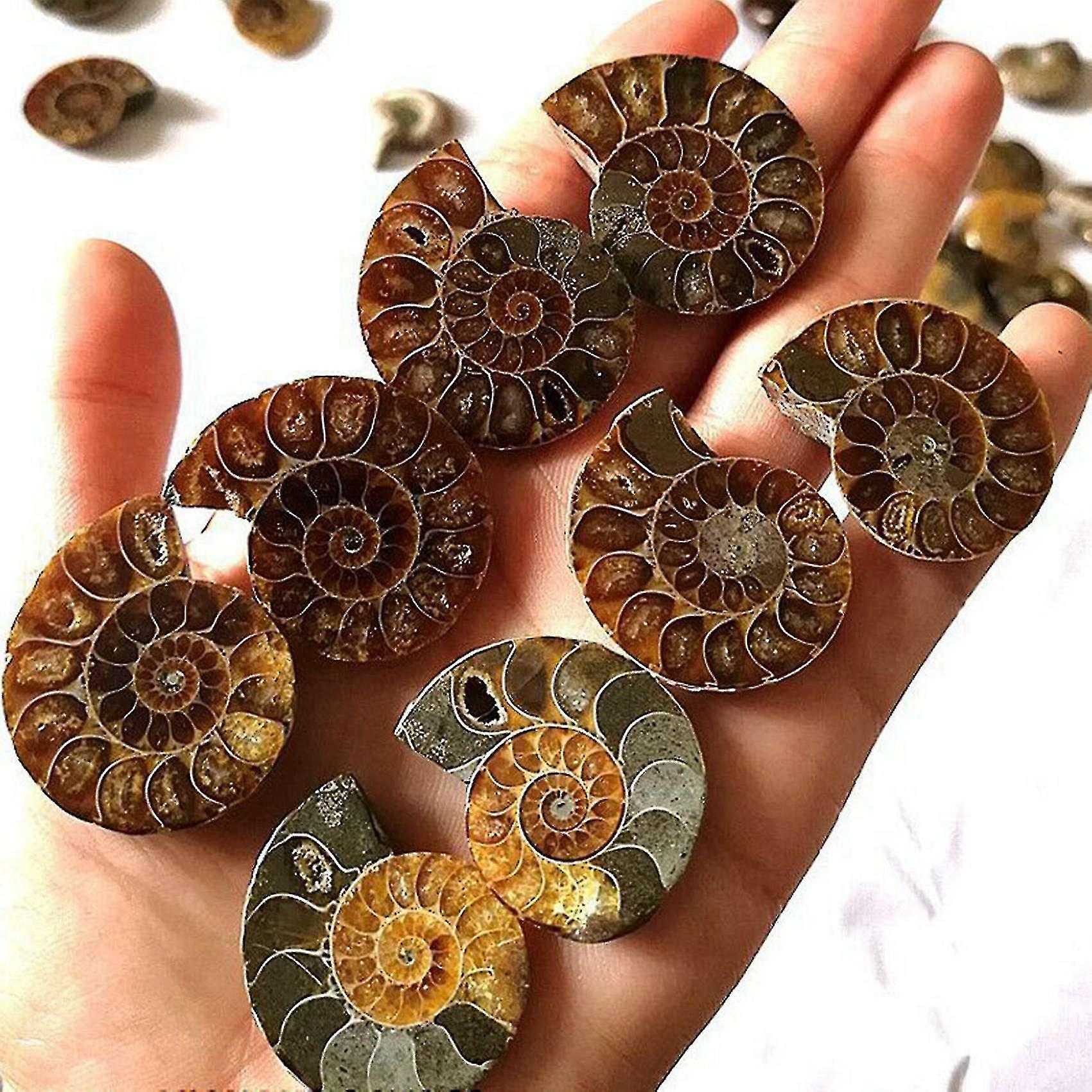 1 Pair Ammonite Shell Jurassic Fossil Specimen Madagascar 3-4cm | Fruugo UK