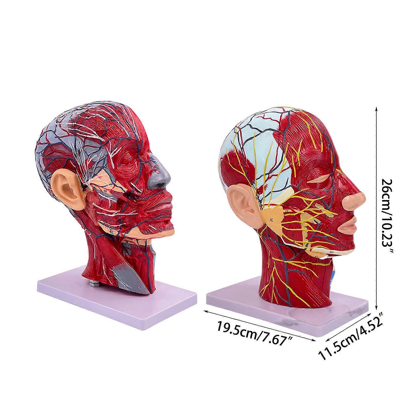 Human Half Head Superficial Neurovascular Model Musculature,Anatomical ...