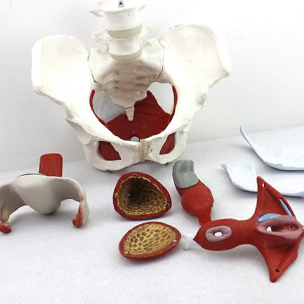 Female Pelvis Model with Pelvic Floor Anatomy, Removable Organs ...