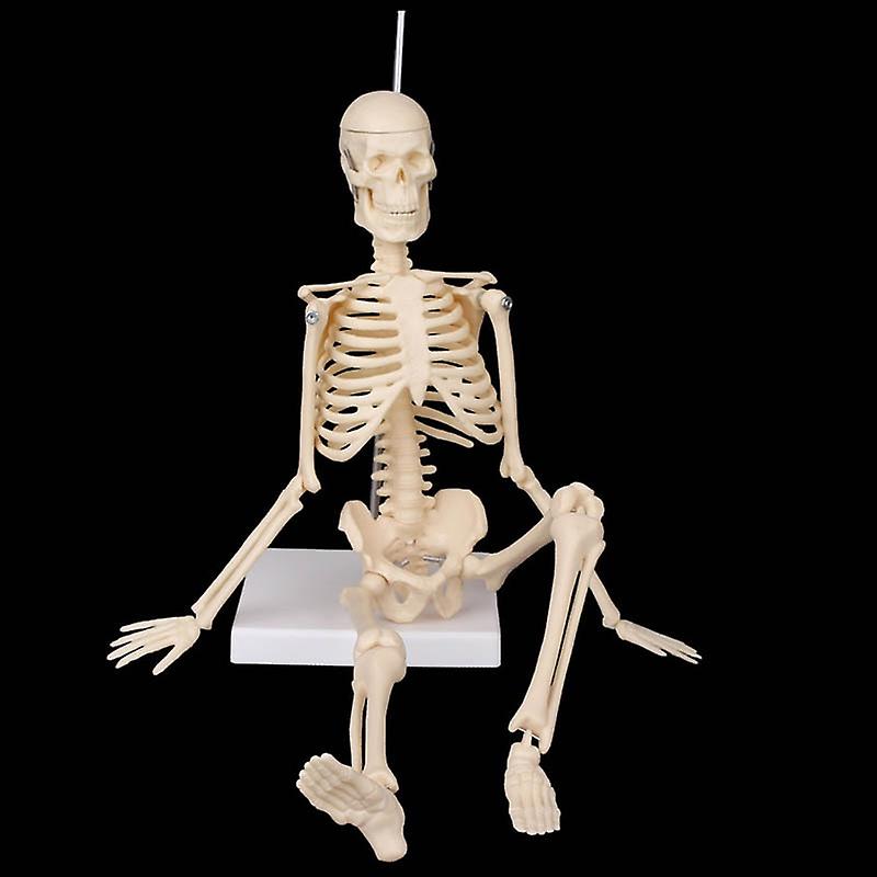 45Cm Anatomical Anatomy Human Skeleton Model Medical Learn Aid Anatomy ...