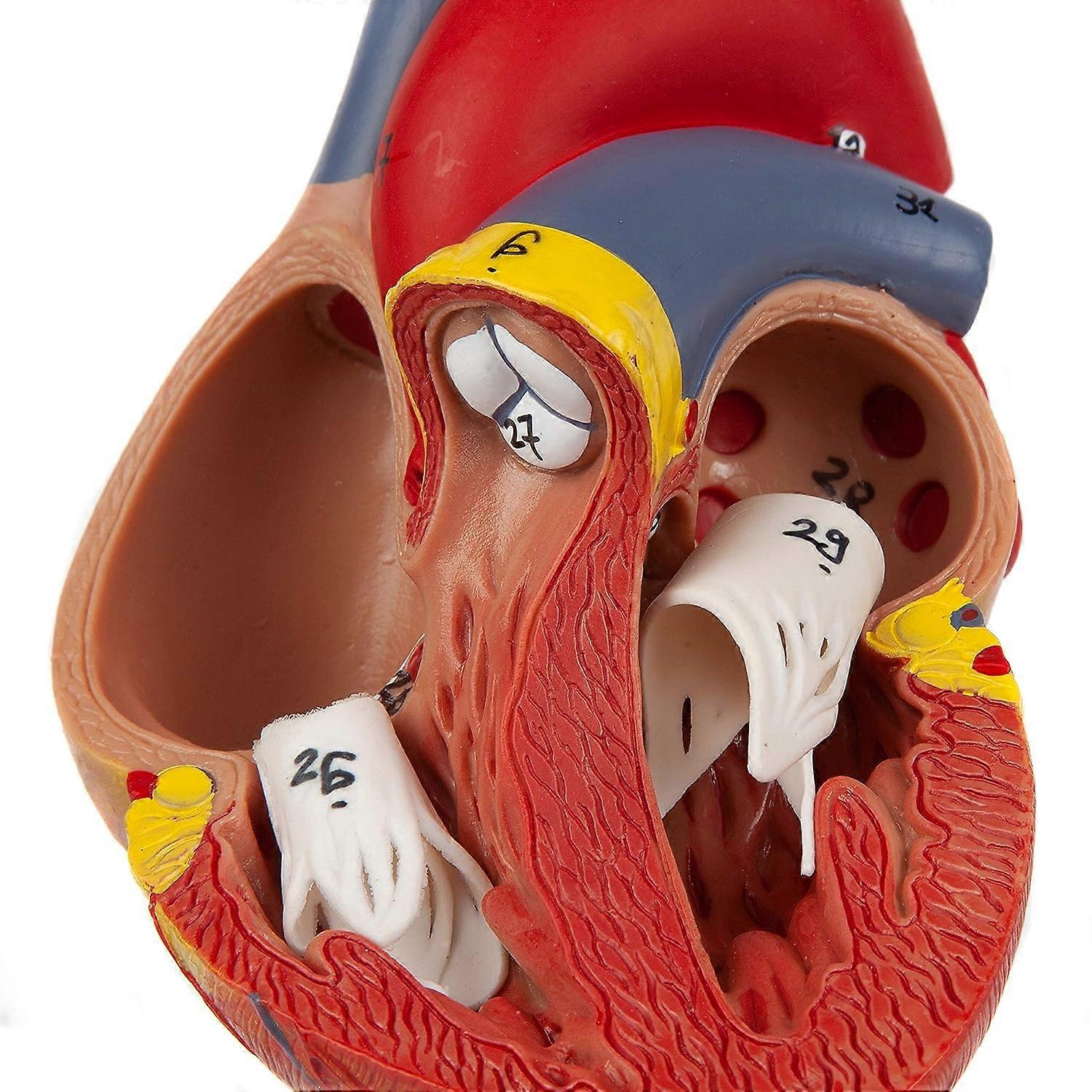 Scientific Heart Model, 2-Part Deluxe Life Size Human Heart Anatomical ...