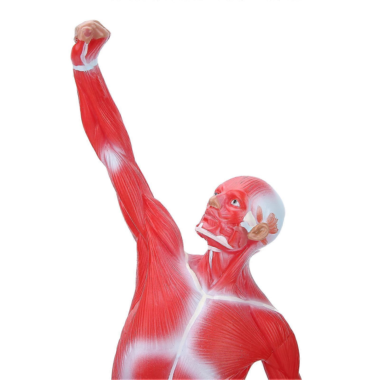 50cm Muscular System Model Human Muscles Model Displaying Body Muscle ...