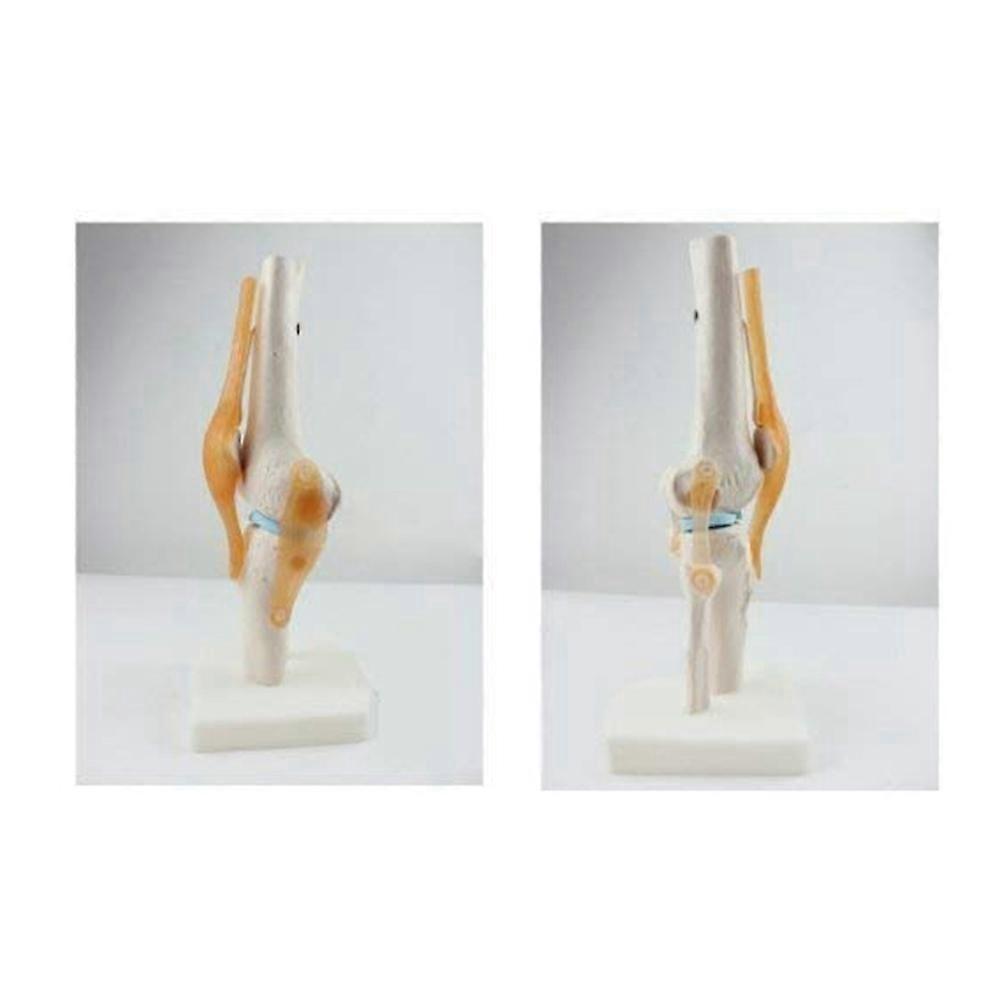 Knee Joint Simulation Model Anatomy Human 1:1 Life Size | Fruugo UK
