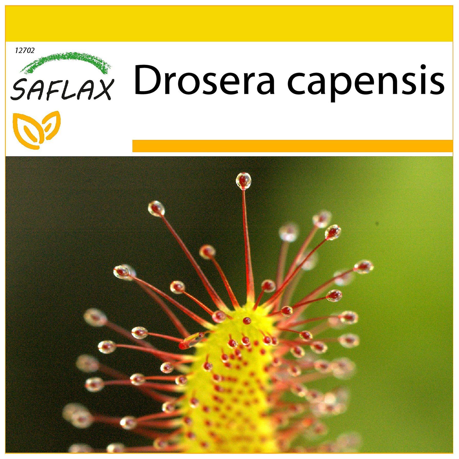 Saflax - Cultivation set - 200 seeds - African Sundew - Droséra du Cap ...
