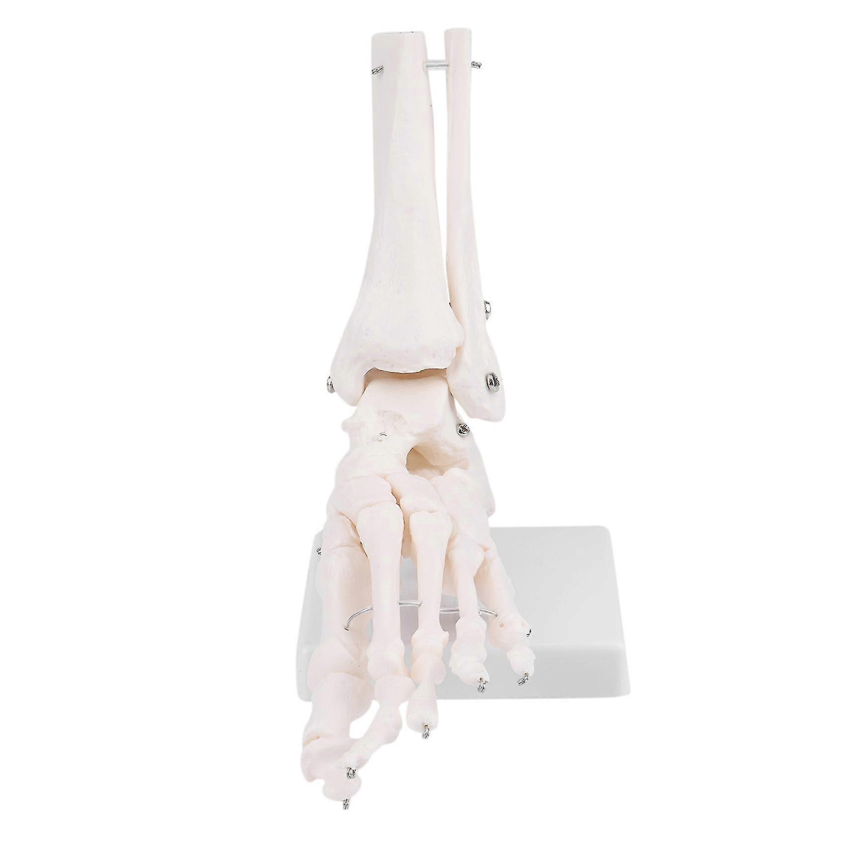 Human Skeleton Foot Anatomy Model Foot and Ankle with Shank Bone ...