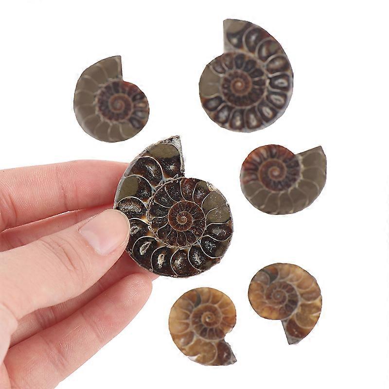Half Cut Conch Fossils Ammonite Shell Art Collect DIY Stone Crafts Home ...