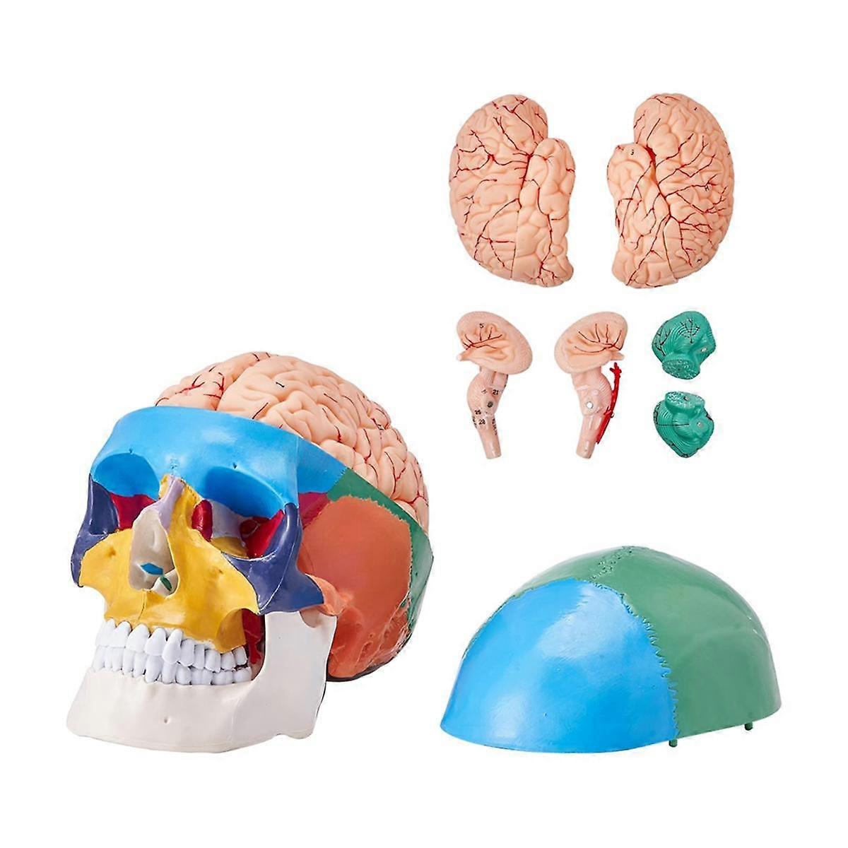 Human Skull Model, Life-Size Painted Anatomy Skull Model, PVC ...