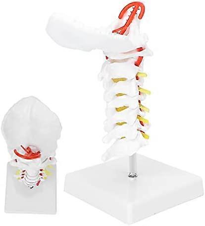 Human Cervical Vertebra Model Body Anatomy Replica PVC Model Spine ...