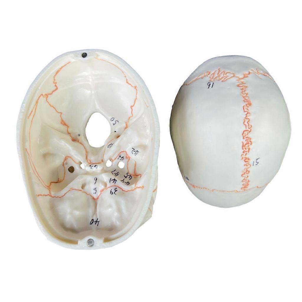 Numbered Human Skull Model Life Size Adult Human Anatomy Head Skeleton ...