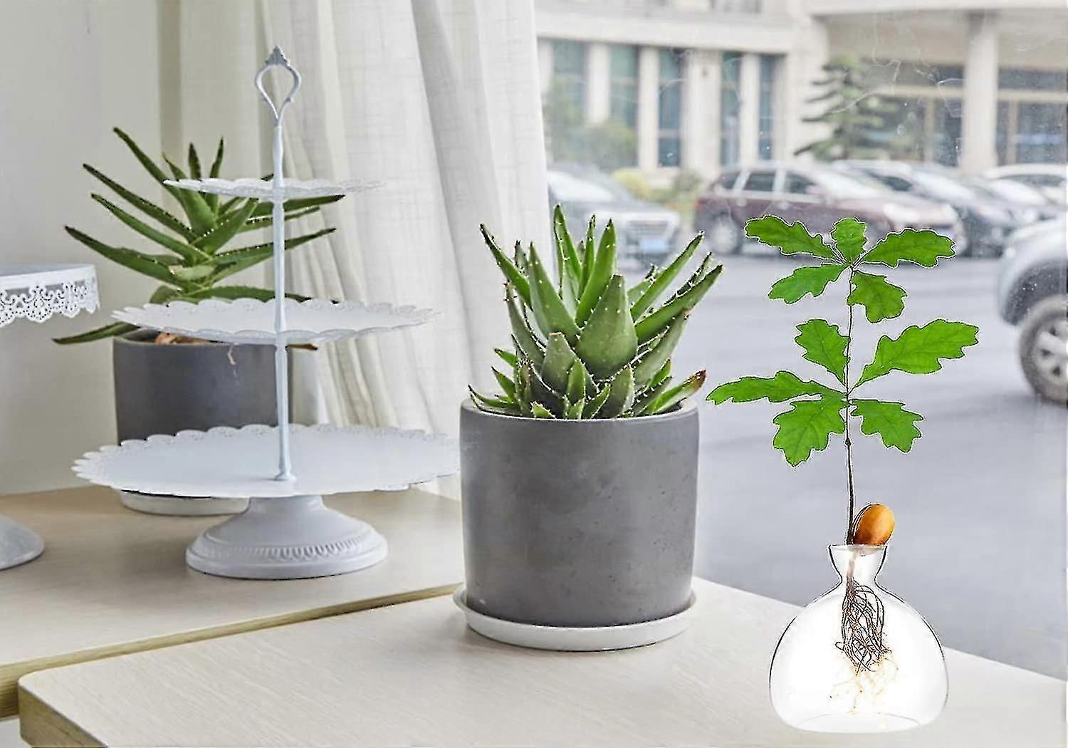 Acorn Sprouting Seed Starter Planter Vase Terrariums Pot Acorn Tree ...