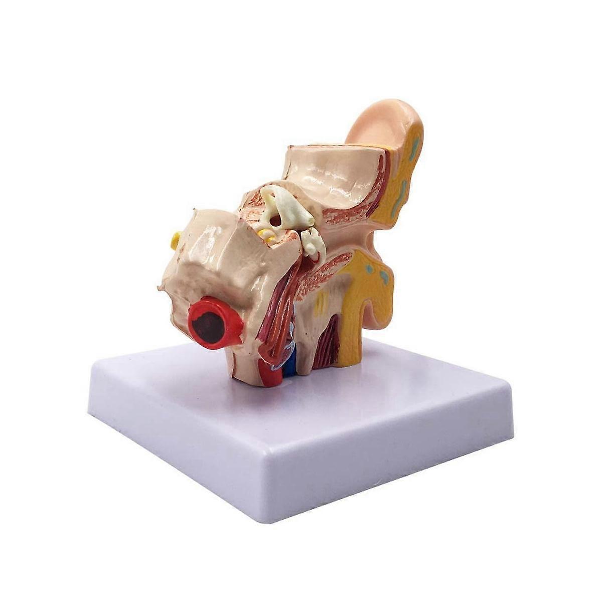 1.5X Human Ear Anatomy Model - Professional Desktop Inner Ear Structure ...