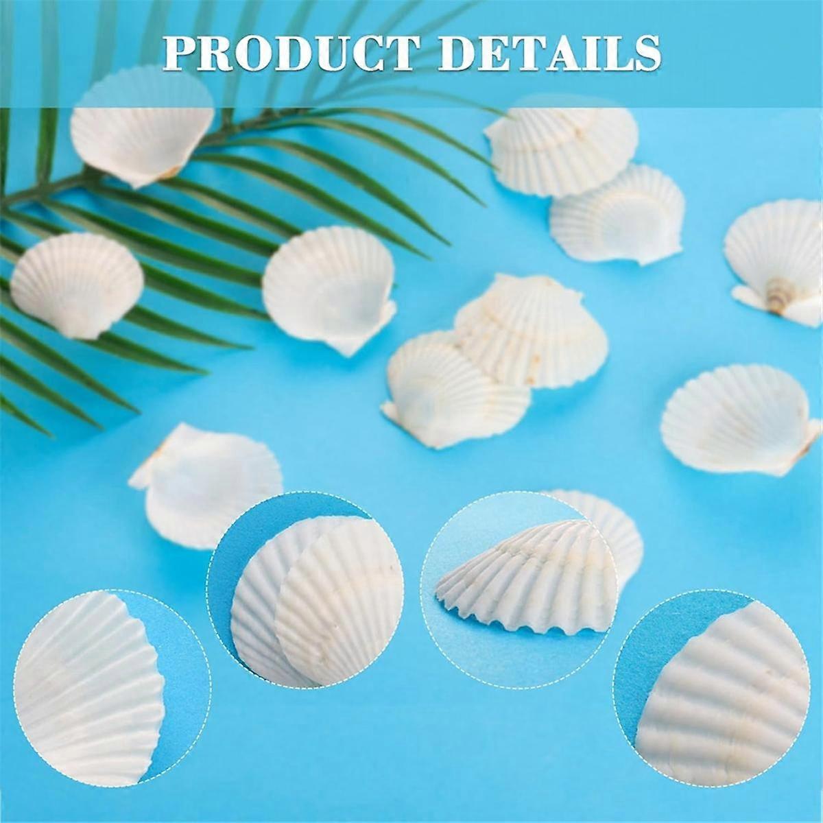 40PCS Natural Scallop Shells 1.4-2.4inch White Small Sea Shells for ...
