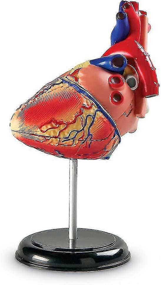 Learning Resources Human Heart Model, Working Heart Model, Anatomy For ...
