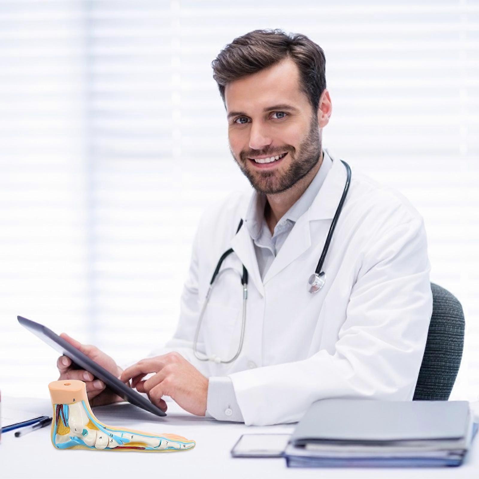 Human Body Model Anatomical Flatfoot Model Flat Foot Model Teaching ...