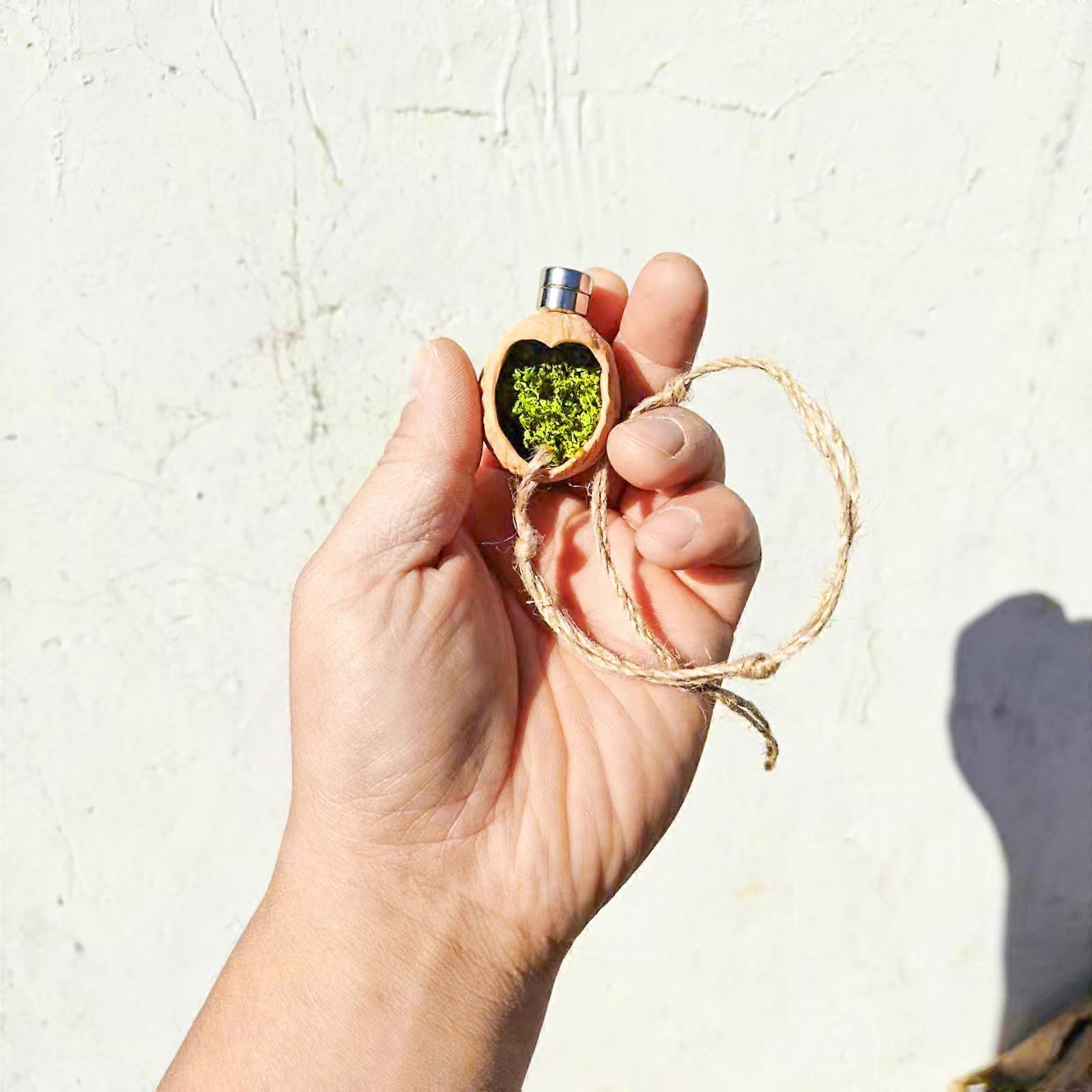 Ventilated Walnuts Jumping Spiders Shelter Lovely Natural Facilitates ...