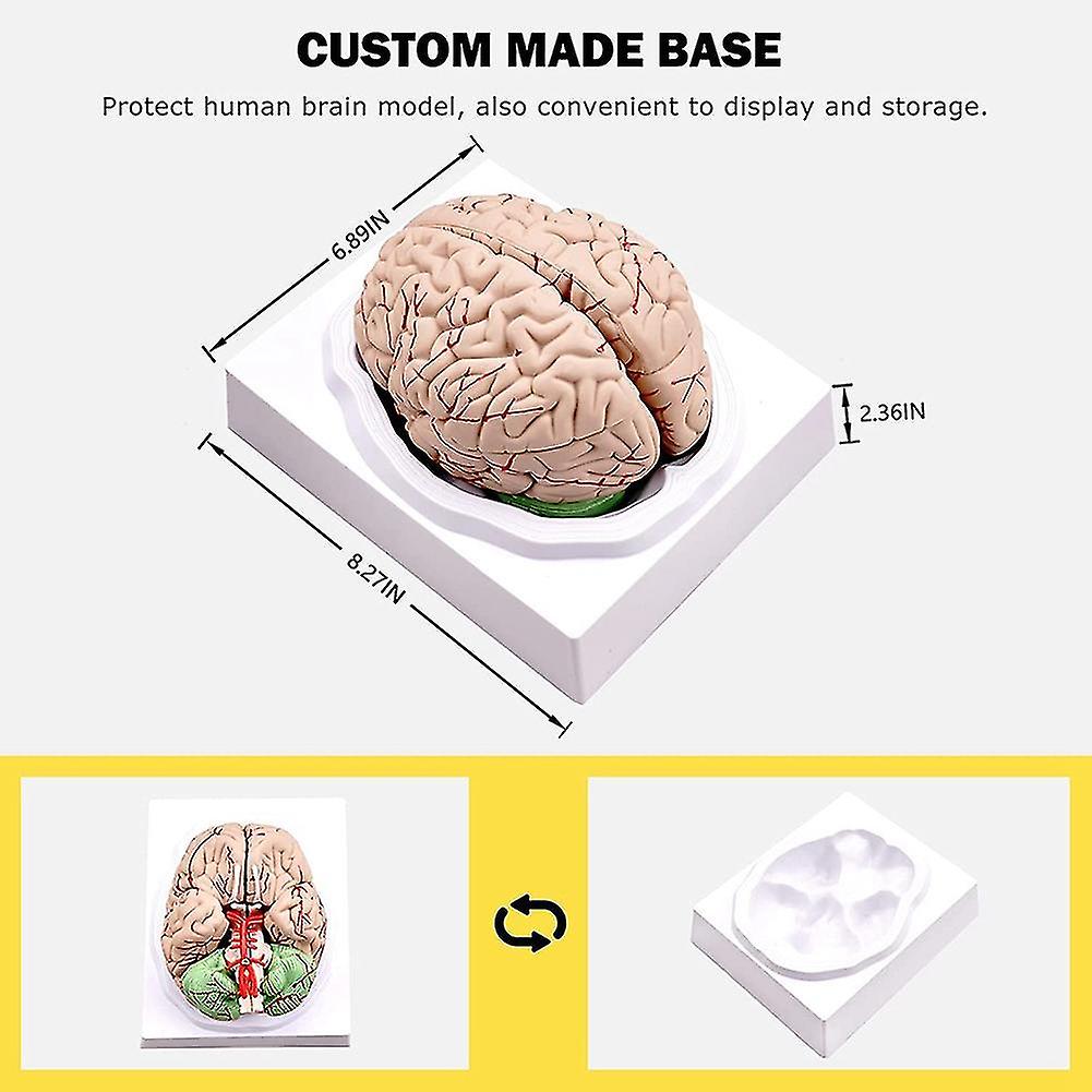 Human Brain,life Size Human Brain Anatomy Model with Display Base, for ...
