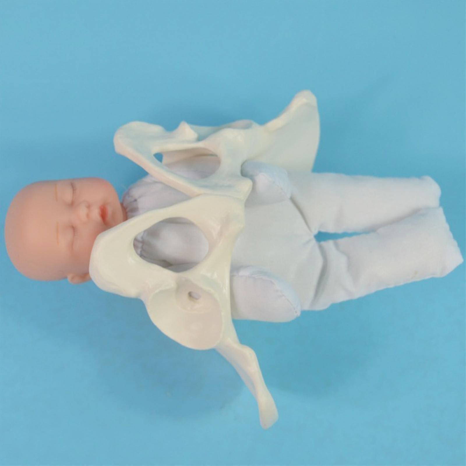 Human Female Pelvis Model With Baby Model For Student Teaching Display ...
