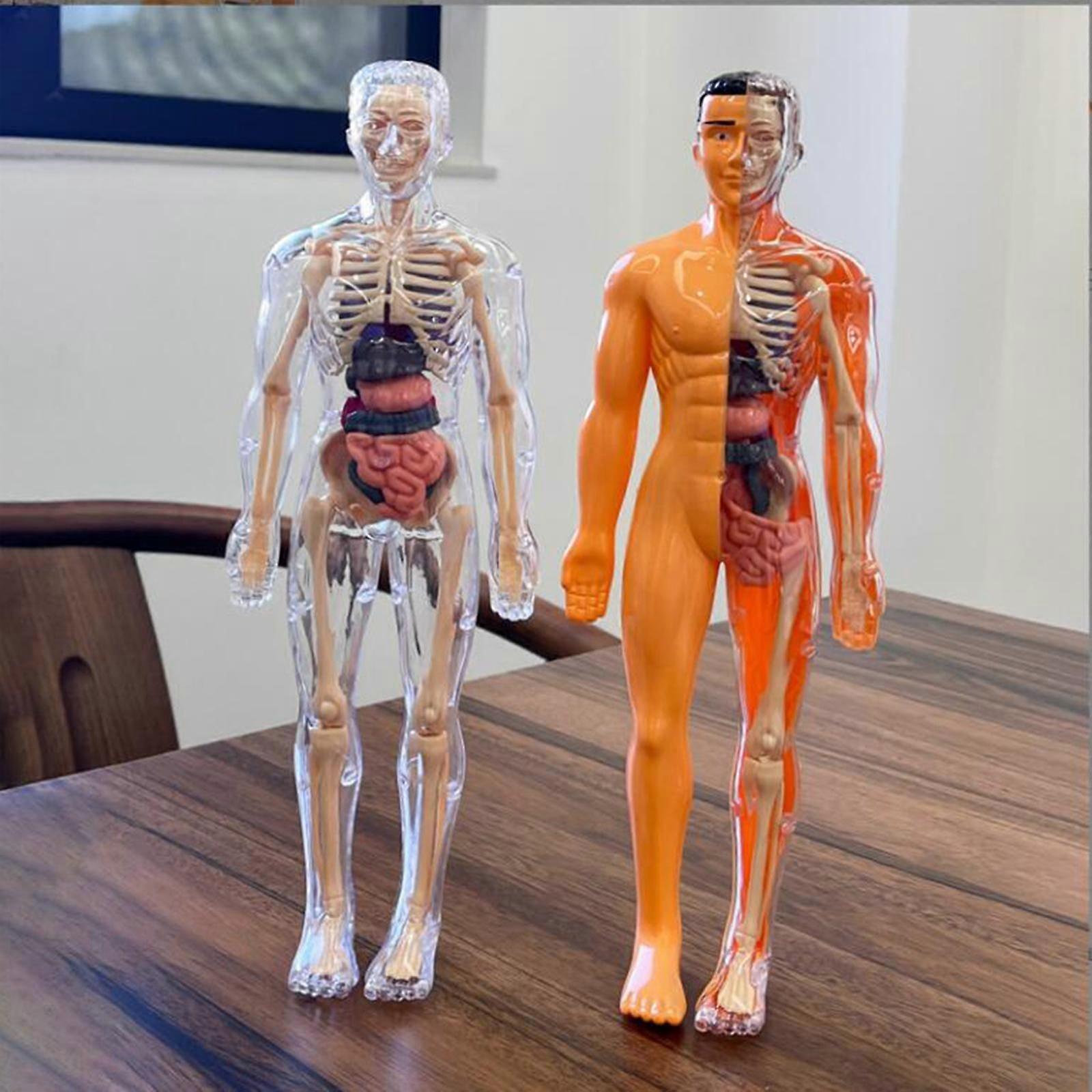 Learning Prop Human Body Model Display Realistic Human Biology for ...