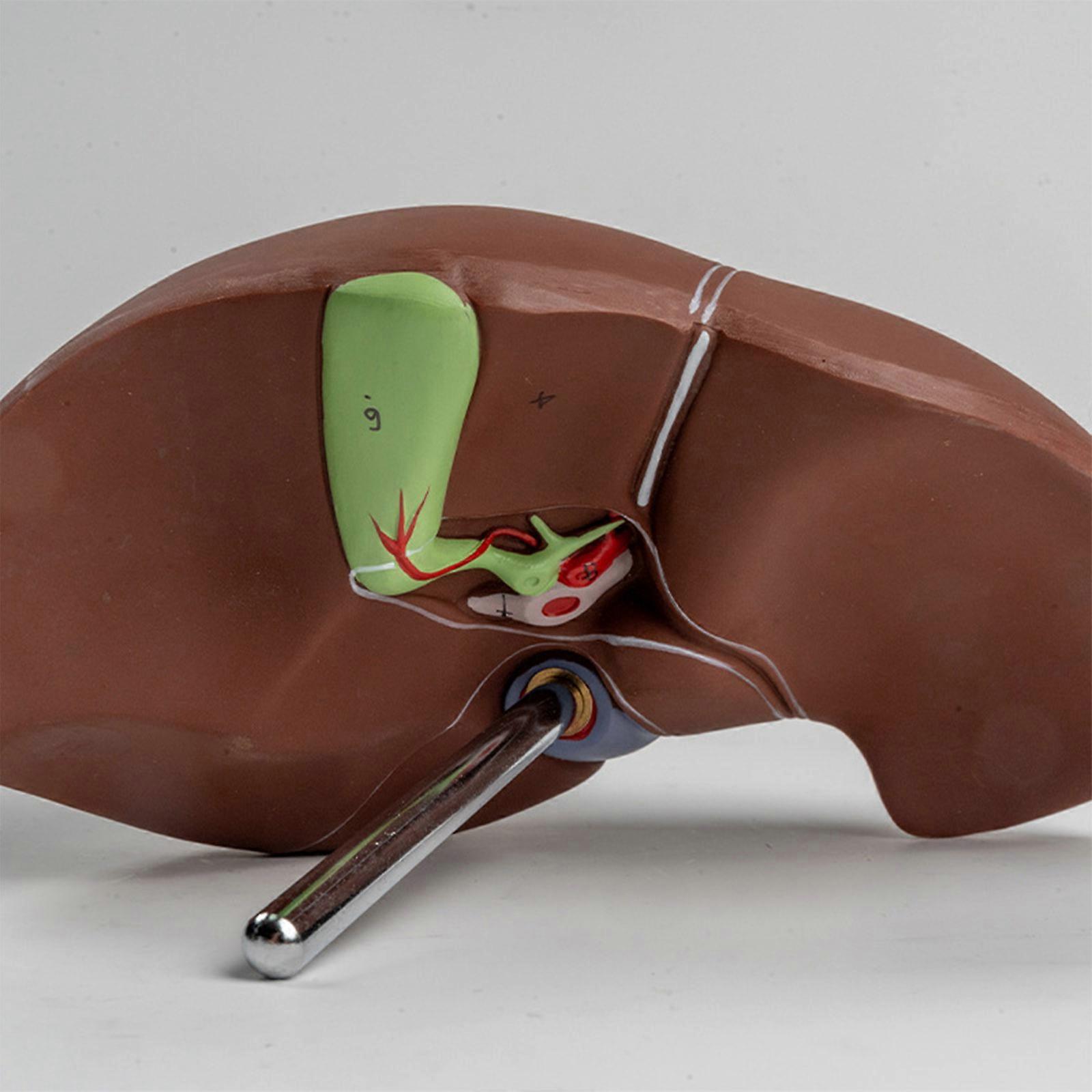 Human Liver Anatomy Model for Disease Study, Life Size Liver Model ...