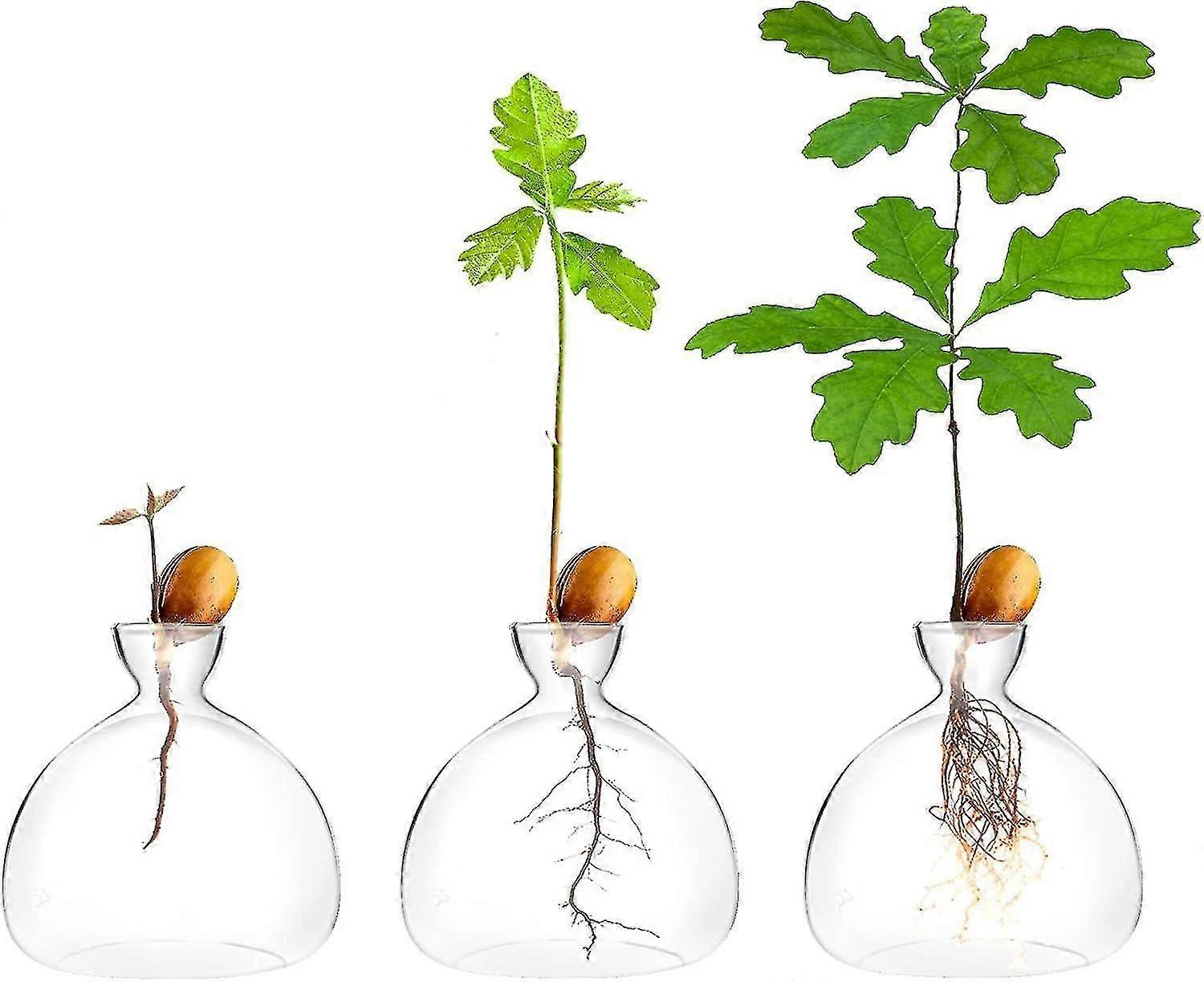Acorn Sprouting Seed Starter Planter Vase Terrariums Pot Acorn Tree ...