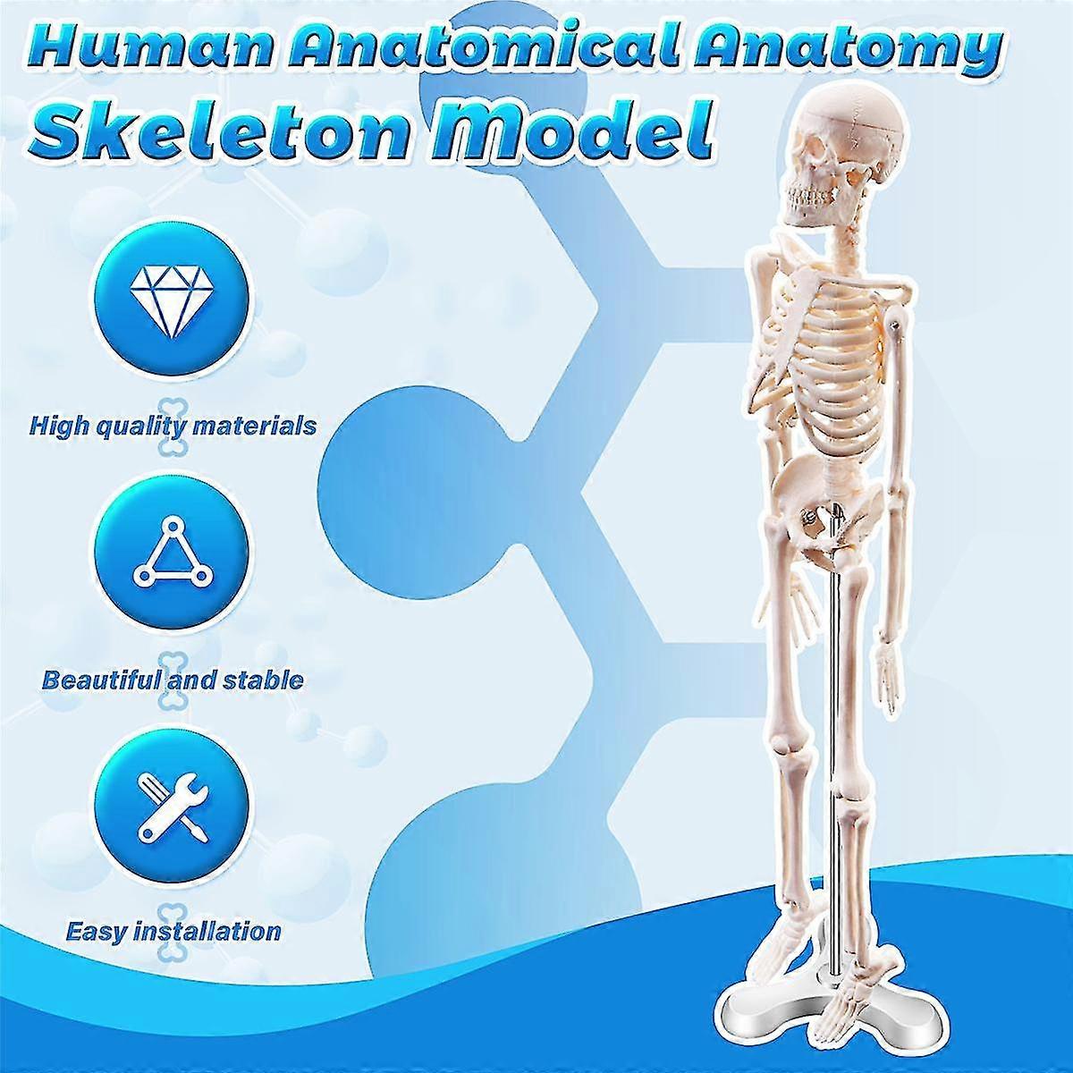 45cm Human Anatomical Anatomy Skeleton Model Poster Learn Aid Anatomy ...