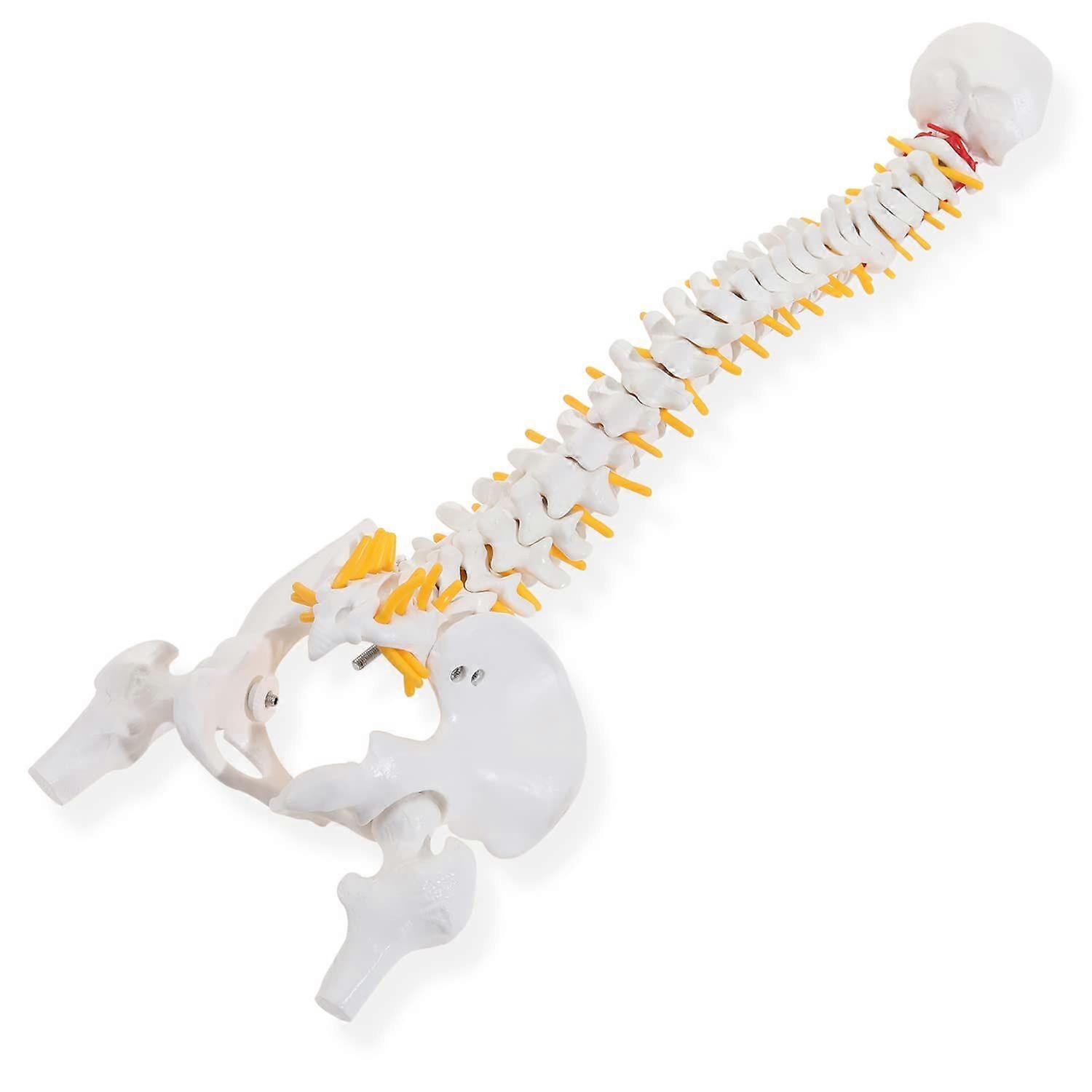 Spine Anatomy Model, Medical Human Spine Model with Explanation ...