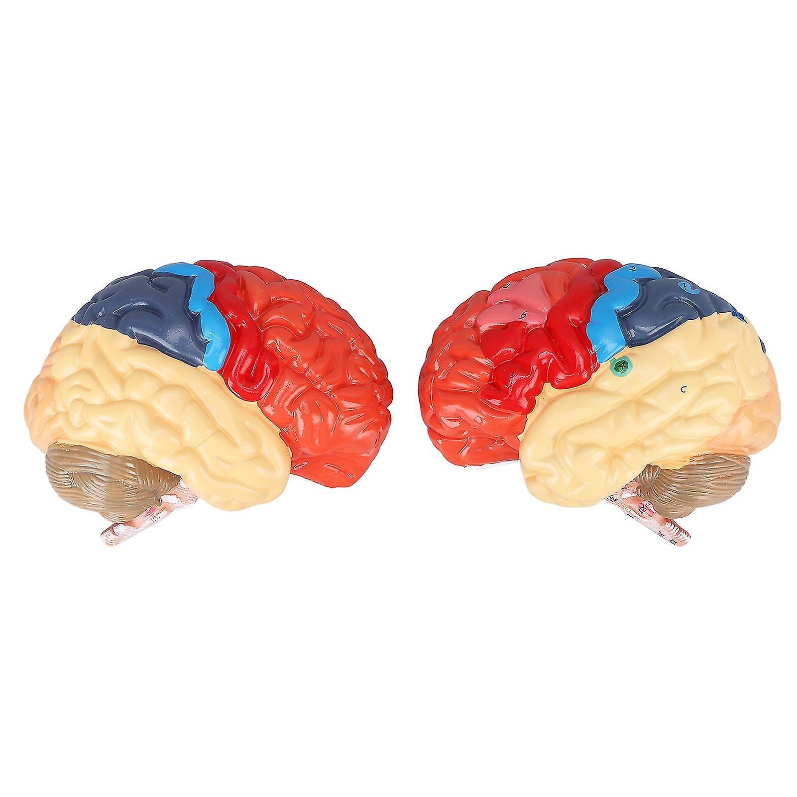 Modelo anatómico del cerebro humano color de la arteria cerebral ...
