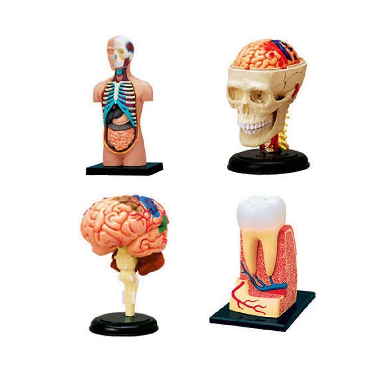 Medical-Torso Human Body Model Removable Parts Education Organs Model ...