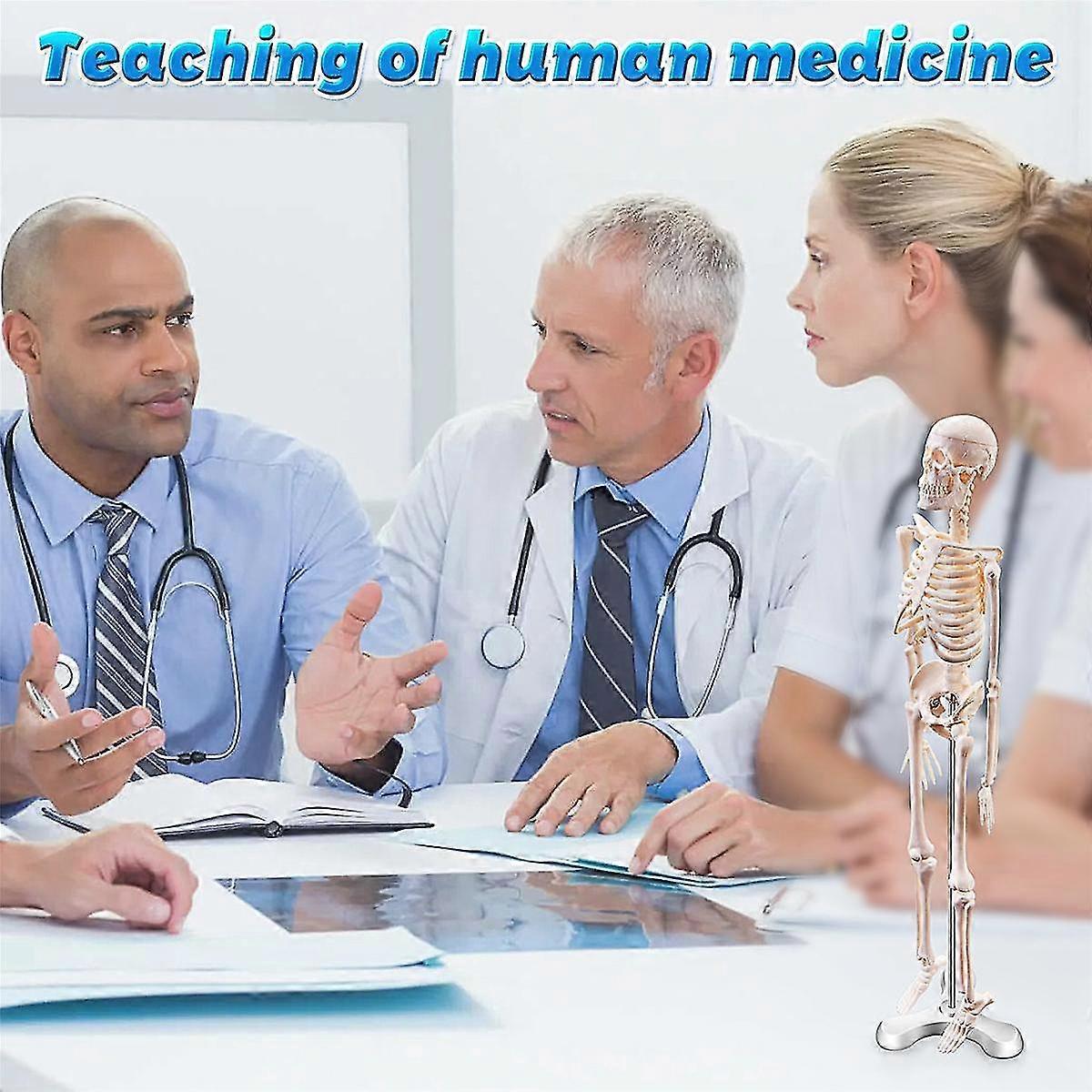 45cm Human Anatomical Anatomy Skeleton Model Poster Learn Aid Anatomy Human Skeletal Model ...