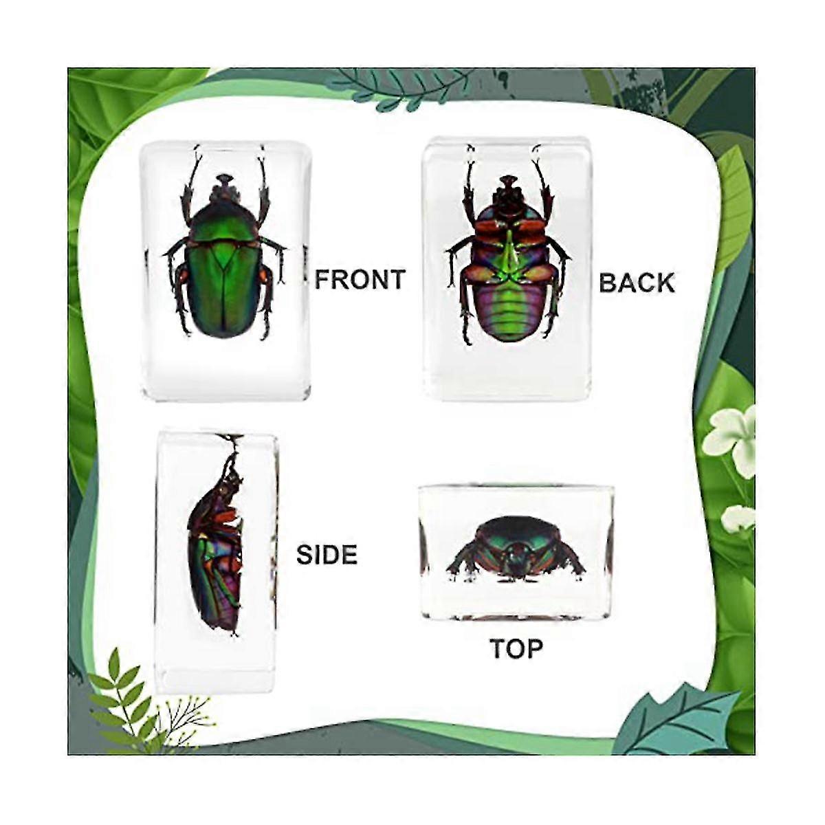 12 Pcs Insect Resin Specimen, Resin Animal Insect Taxidermy Kit Science ...