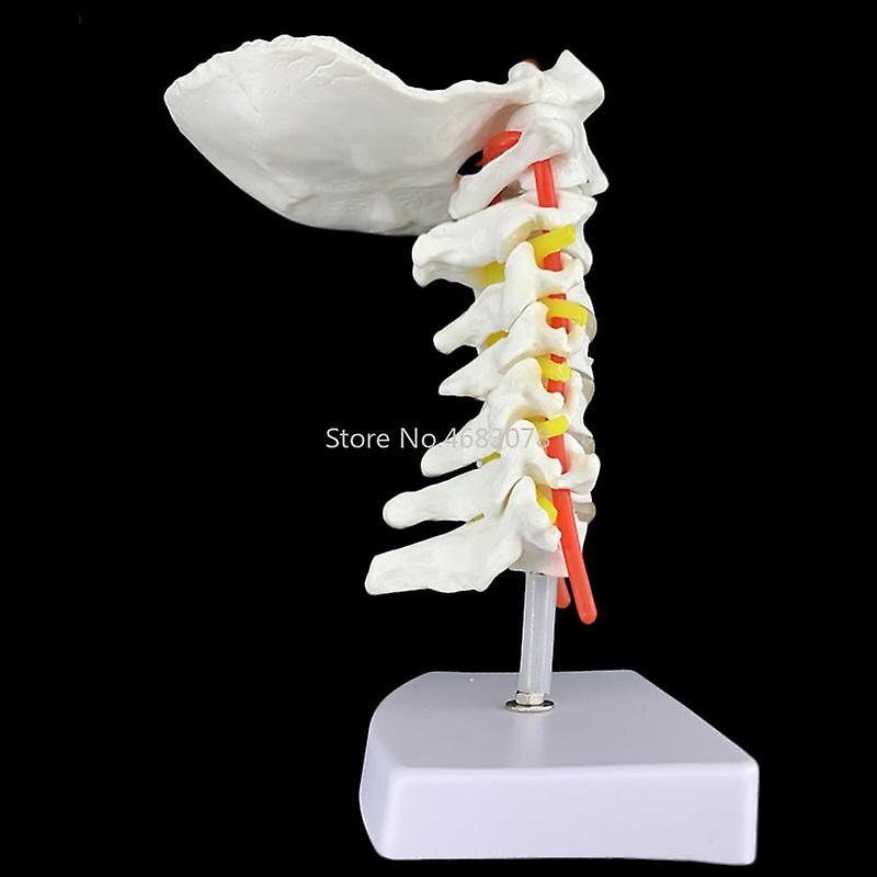 Human anatomical model cervical vertebra model cervical spine with neck ...