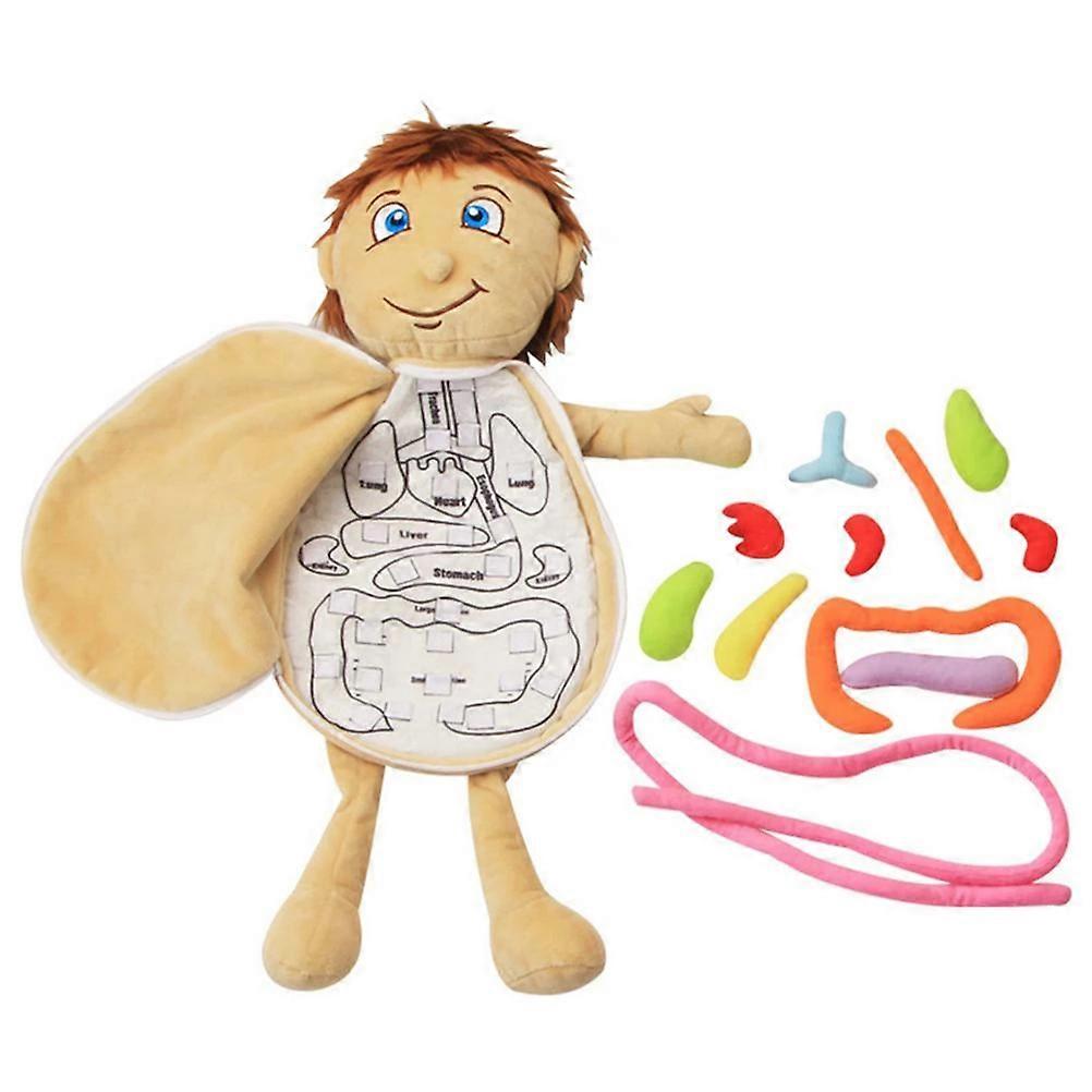 Human Body Anatomy Toy Human Body Organ Doll Model Anatomy Doll ...