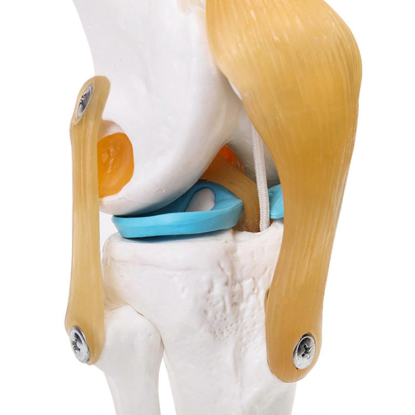 Knee Joint Model, Flexible Knee Model with Ligaments & Stand, PVC Knee ...