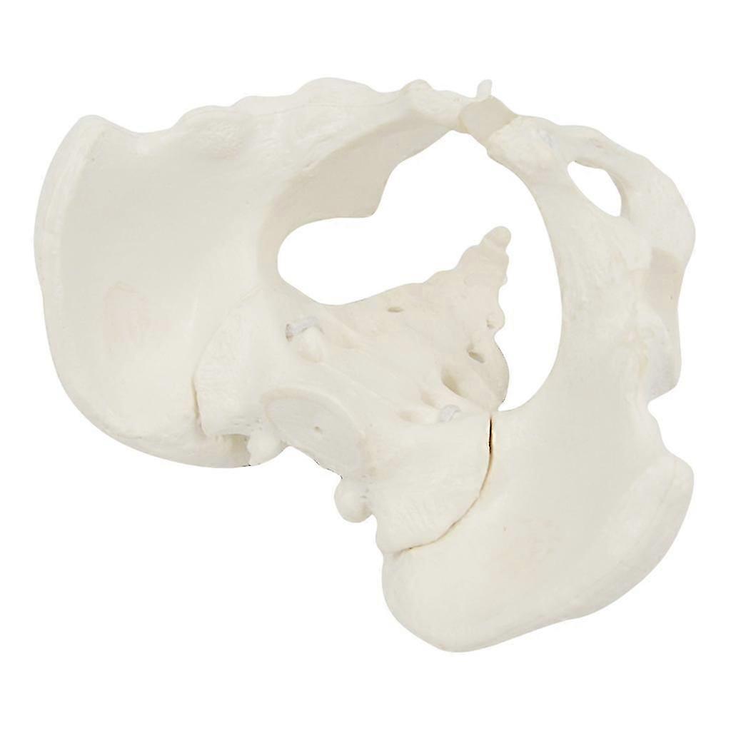 Female Pelvic Model Human Pelvic Medical Teaching Model for Study ...