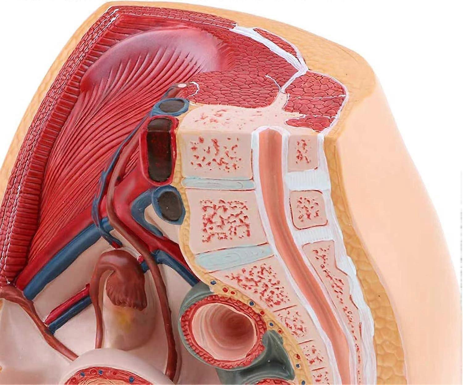 Anatomical Model of the Female Pelvis with Ligaments, Vessels, Nerves ...