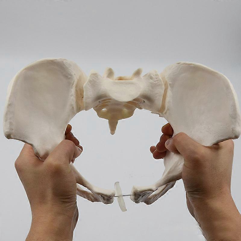 1:1 Movable Pelvis Model Sacrum Hip Bone Female Pelvic Bone Can Bend ...