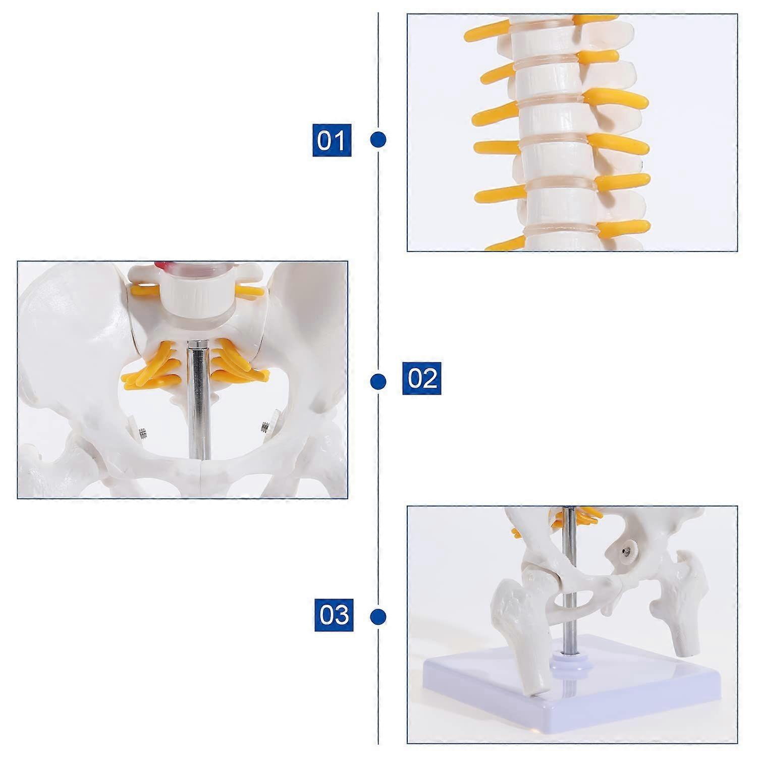 Spine Anatomy Model, Medical Human Spine Model with Explanation ...