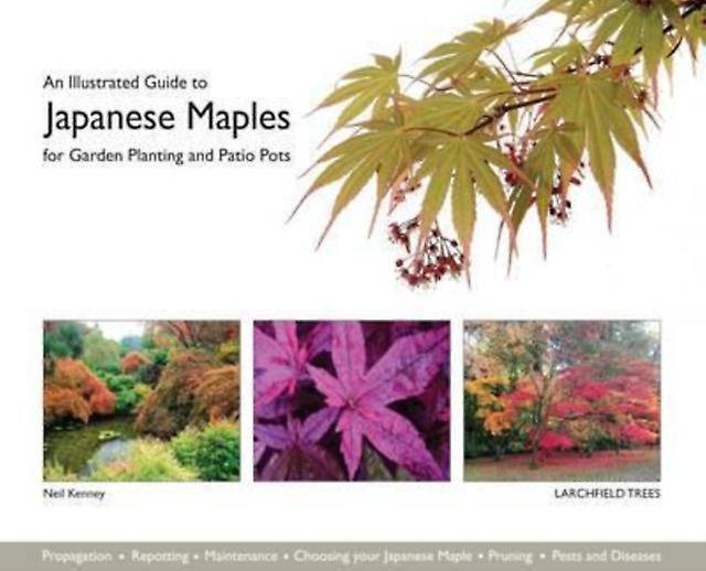 An Illustrated Guide To Japanese Maples For Garden Planting And Patio Pots | Fruugo UK