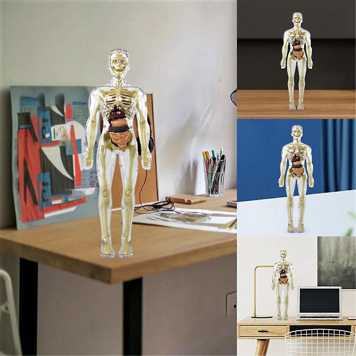 3d Human Body Torso Model Anatomy Model Skeleton,human Body Model ...