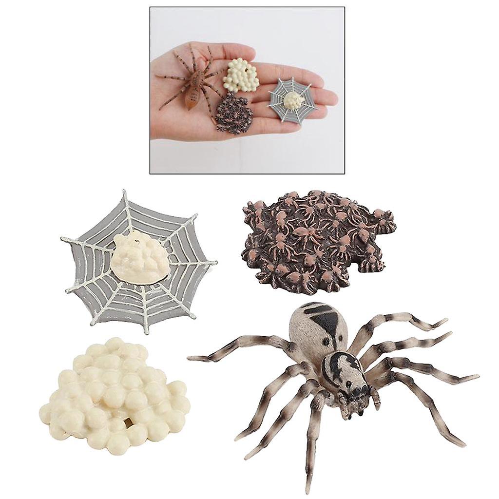 Life Cycle Of Spider Plastic Realistic Model Figurines Learning ...