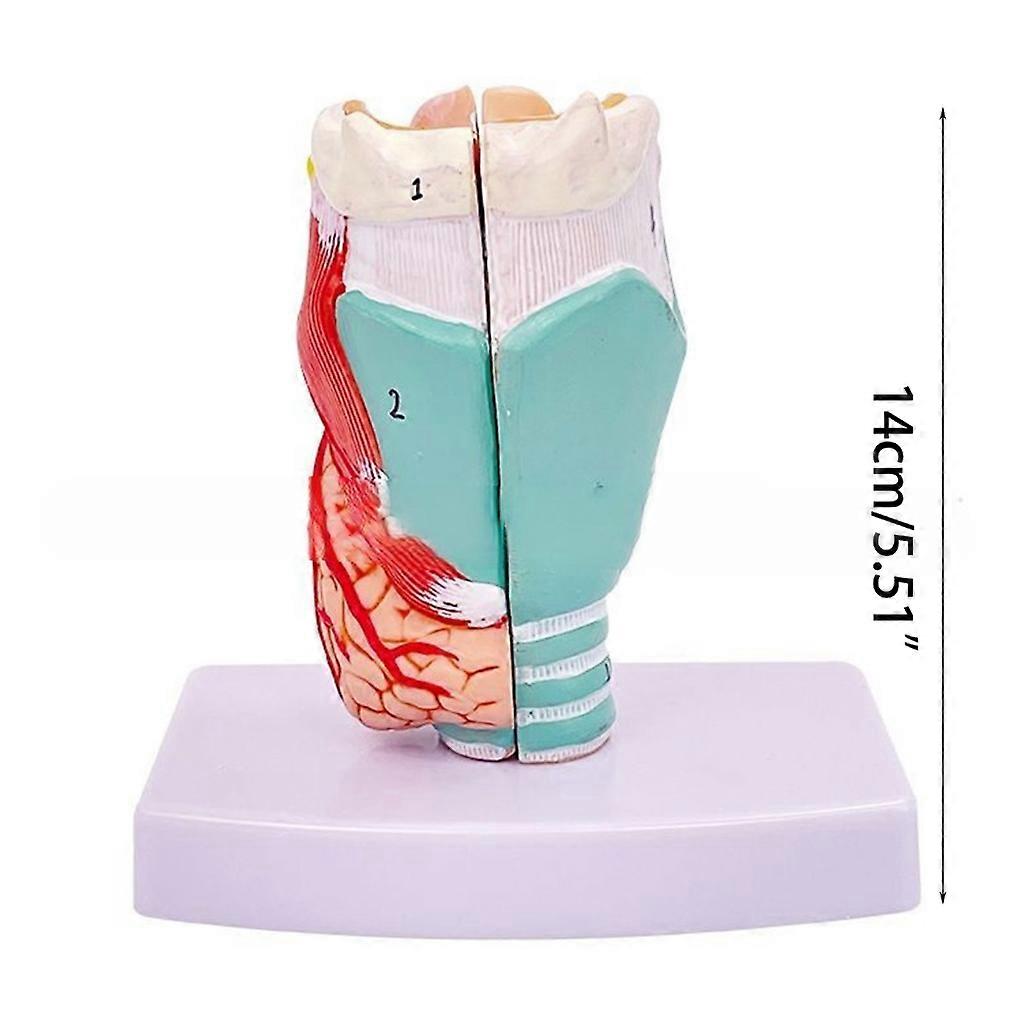 Anatomical Larynx Model Removable Human Throat Anatomy Model Life Size ...