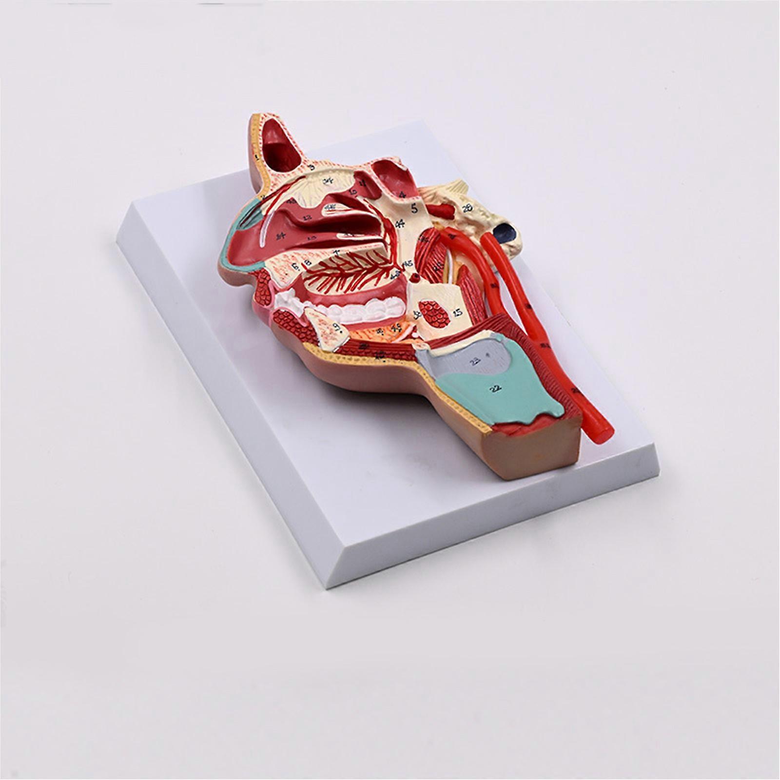 Human Nasal Cavity Model Human Orals Cavity Model Pharynx Larynx Model ...