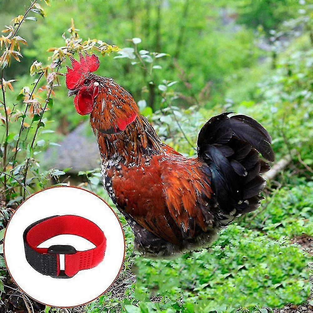 Adjustable Rooster Collar Anti-Crowing Poultry Collar for Noise ...