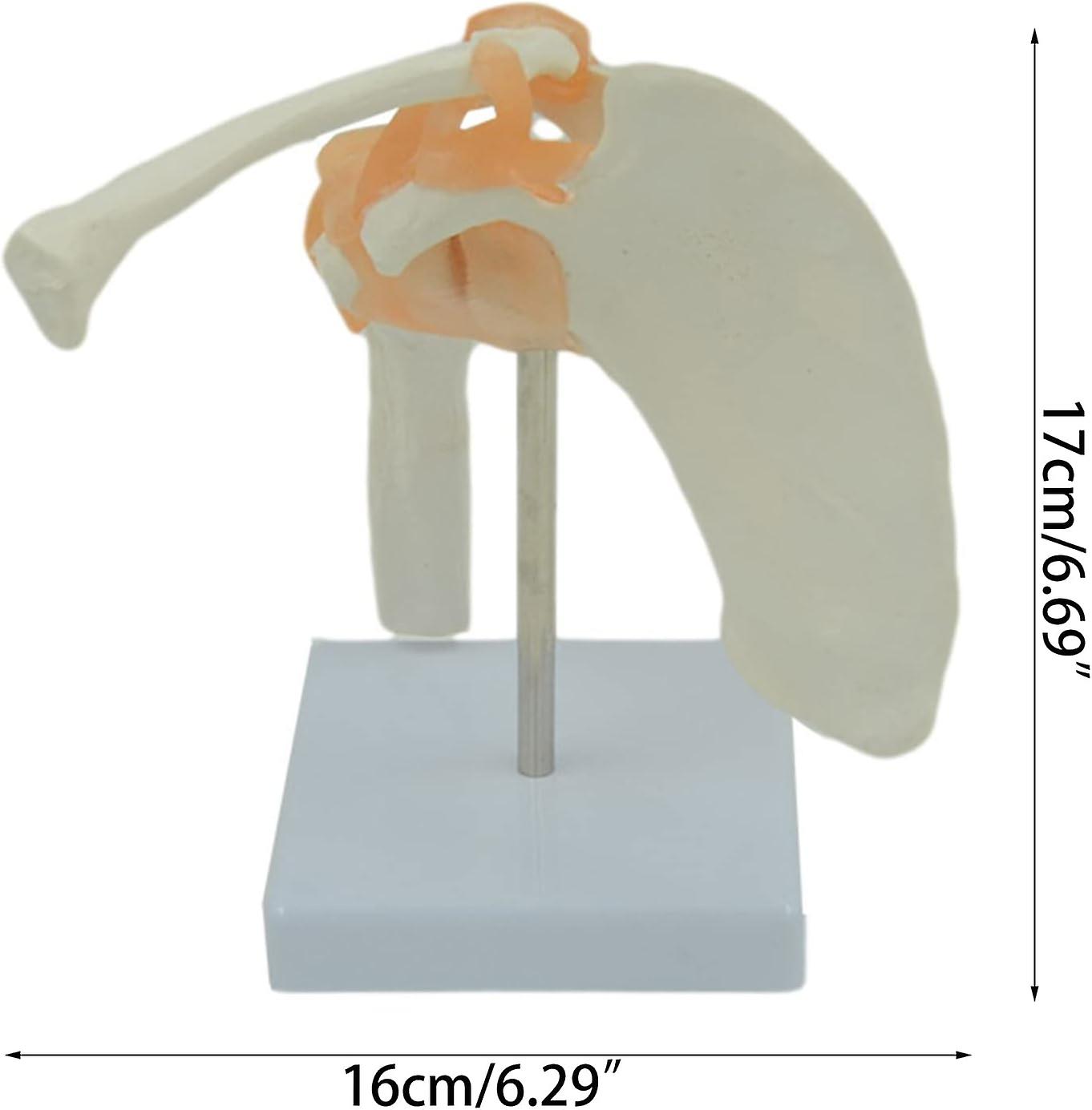 Scientific Medical Shoulder Anatomy Model with Functional Base ...