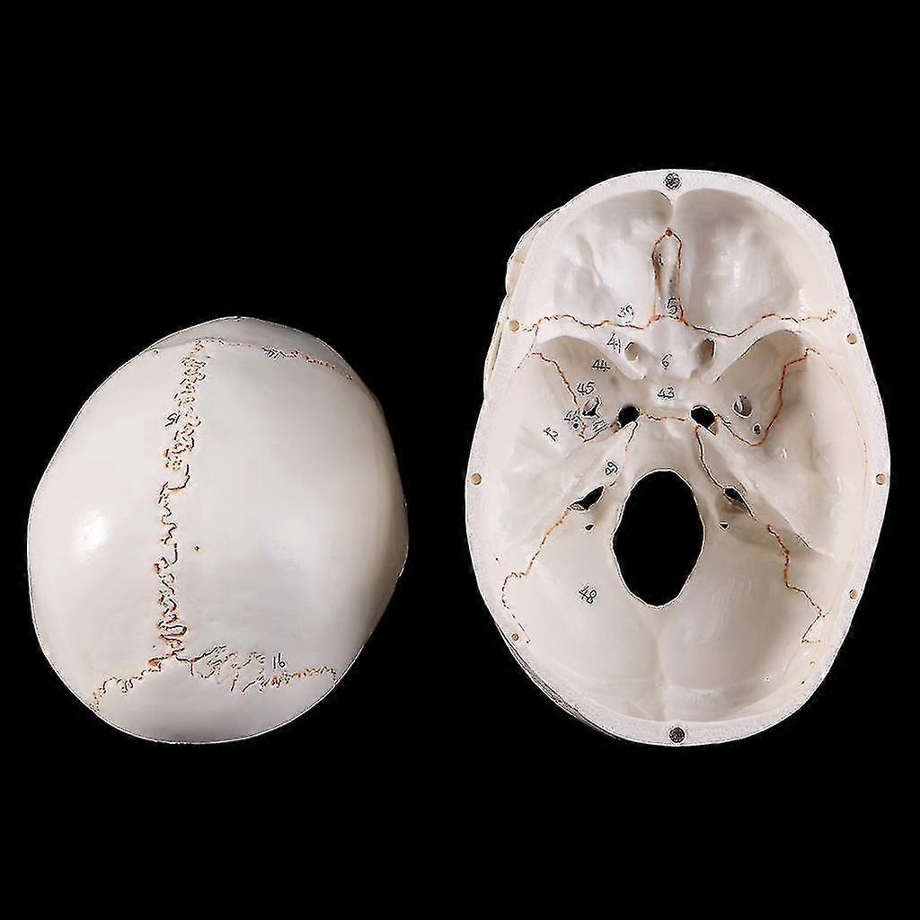 Life Size Human Skull Model Anatomical Anatomy Medical Teaching ...