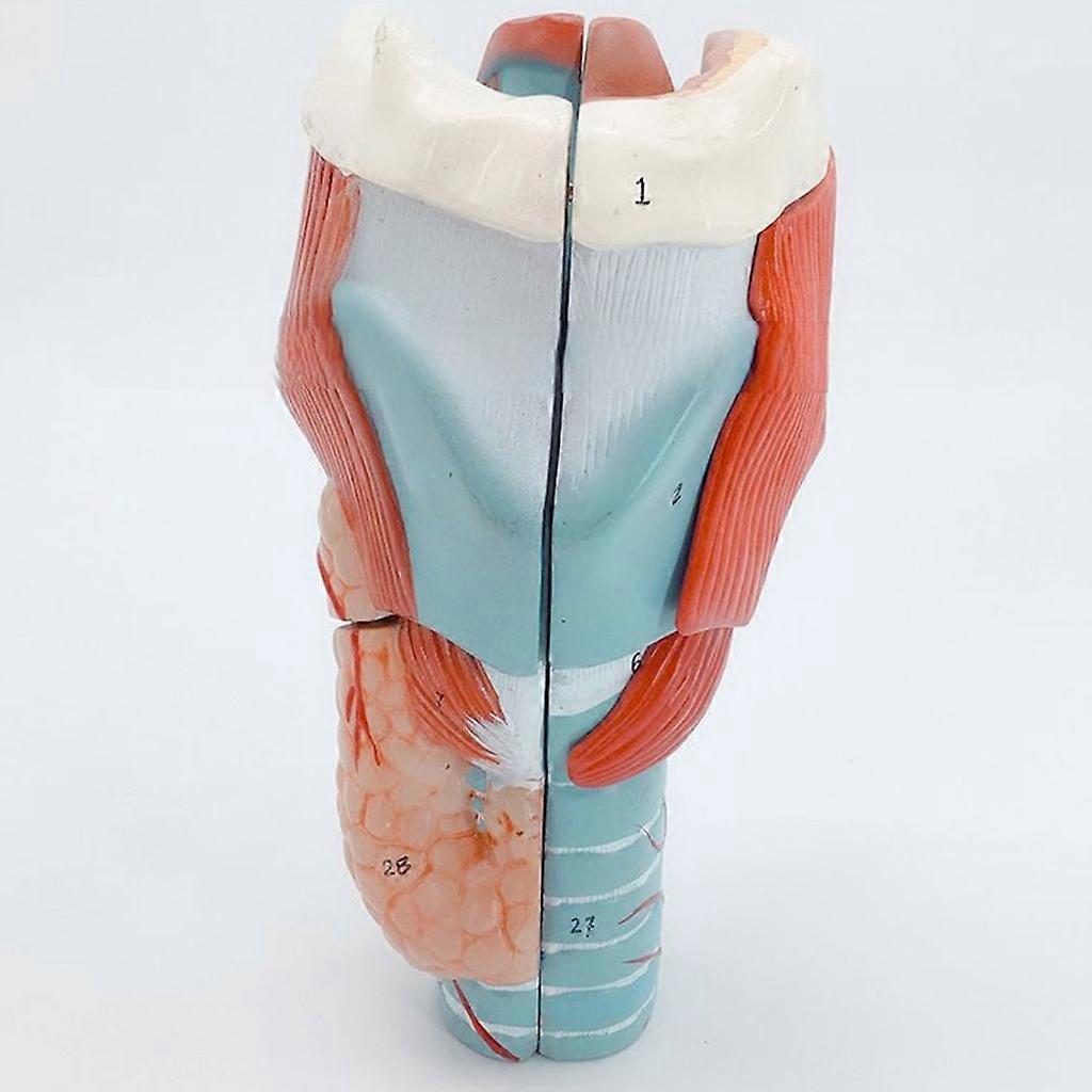 Human Larynx Anatomy Model, 2x Enlarged Anatomical Larynx Model ...