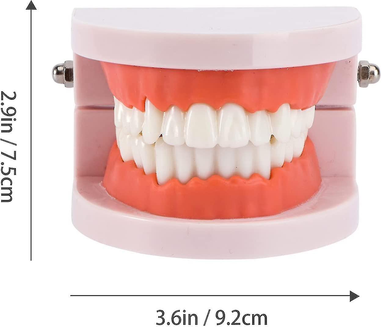 Dental Standard Tooth Model Tooth Model Tooth Model Teaching Denture ...